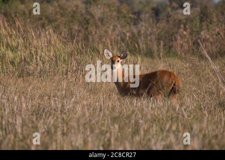 Marsh deer (Blastocerus dichotomus) in Esteros del Ibera, Argentina ...
