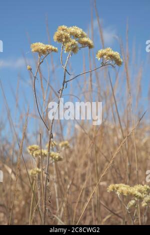 Macela, Medicinal Plant in the Mountains in Brazil Stock Photo - Alamy