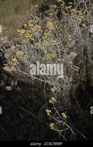 Macela, Medicinal Plant in the Mountains in Brazil Stock Photo - Alamy