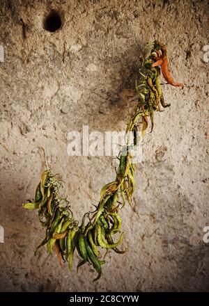 Raw Green Organic Serrano Peppers. green chili peppers Stock Photo - Alamy