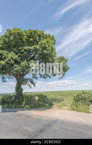 isolated countryside road with bright blue sky at morning from flat ...