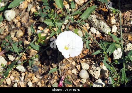 field bindweed, Acker-Winde, Liseron des champs, Convolvulus arvensis ...