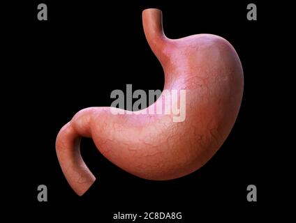 stomach, anatomy detail, illustration of a human stomach, rendering ...