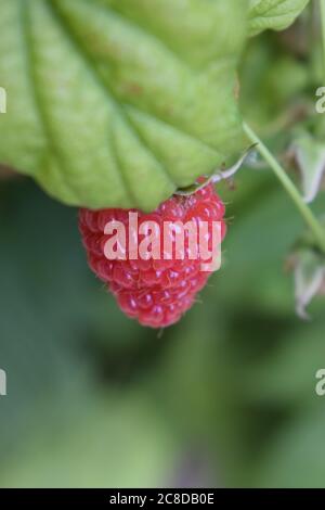 raspberry ruby beauty Stock Photo - Alamy