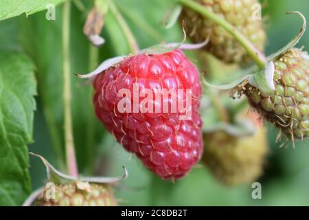 Raspberry 'Ruby Beauty' Stock Photo - Alamy