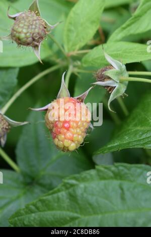 raspberry ruby beauty Stock Photo - Alamy
