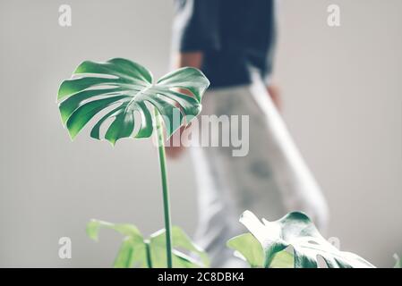 A large green real leaf of room monstera creeper. Tropical palm Stock ...