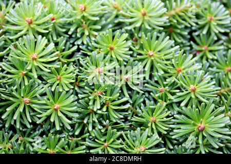 Fir branches with young green needles, spruce Christmas background ...