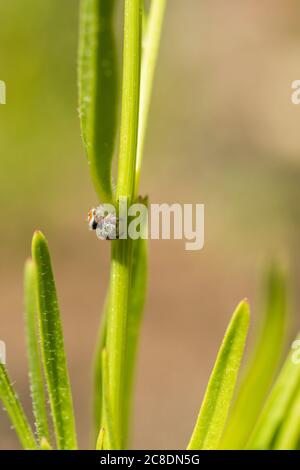 Jumping spider creeping around a green plant stalk Stock Photo - Alamy