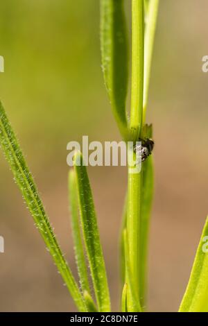 Jumping spider creeping around a green plant stalk Stock Photo - Alamy