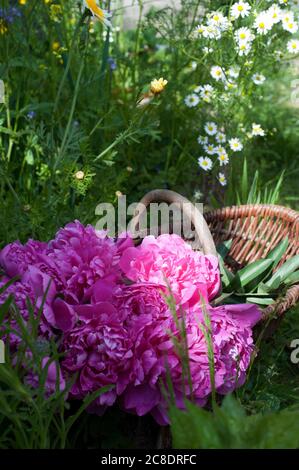 Pink blooming roses Stock Photo - Alamy