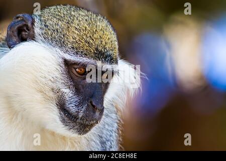 Cute vervet monkey. Blur background. Monkey portrait Stock Photo - Alamy