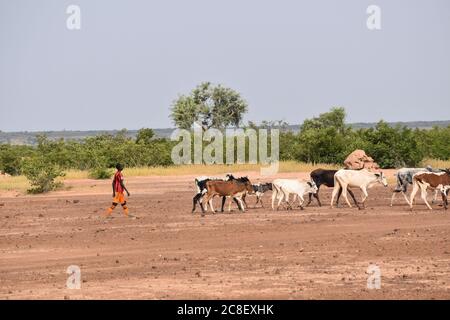 A young African herd boy walking with his cattle and brandishing a long ...