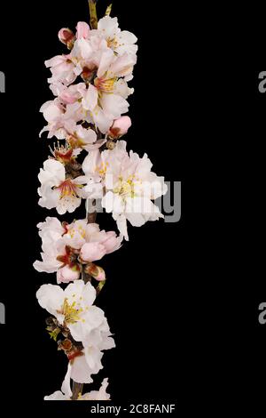 almond tree twig isolated on black Stock Photo - Alamy
