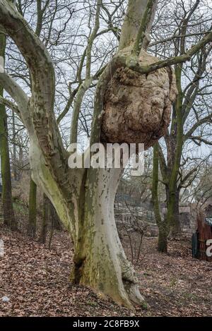 Large old London Plane tree planted 1790 shading square in historic ...
