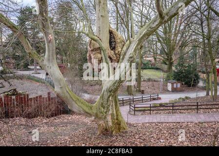 Large old London Plane tree planted 1790 shading square in historic ...