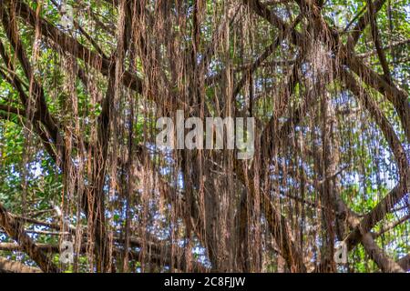 The Great Banyan (Ficus benghalensis) tree at the AJC Bose Indian ...