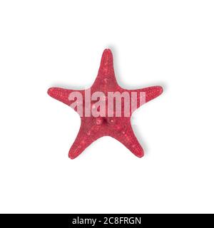Dried red starfish on white. Photo Stock Photo - Alamy