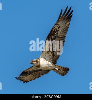 A beautiful shot of the underside of a flying osprey bird on a clear ...