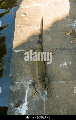 Reptiles in Bali Bird Park Stock Photo - Alamy