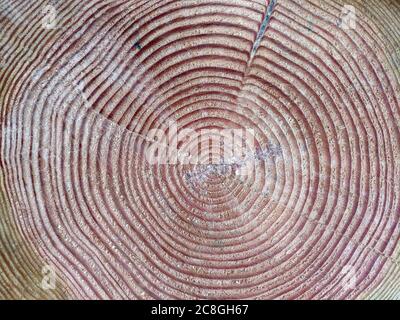 cross-section of a Douglas fir trunk with annual rings Stock Photo - Alamy