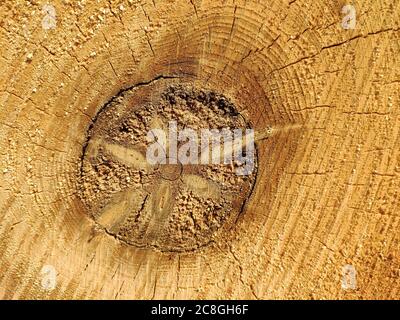Norway Spruce (Picea abies). Cross section of recently sawn trunk ...