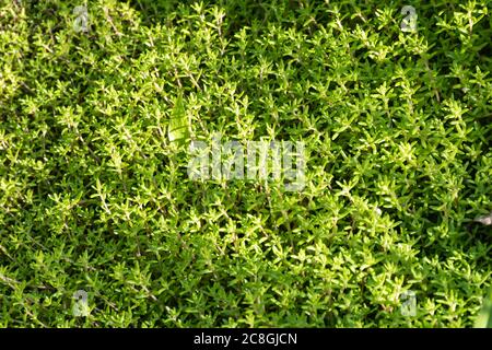 Crassula helmsii, a non-native invasive pond plant in the UK, also ...