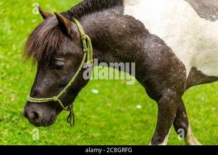 Pony walking freely on the farm, eating grass Stock Photo - Alamy