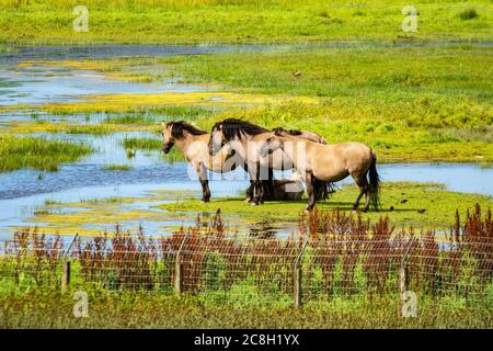 Beautiful wild horses in the Scottish swamp of "Loch of Strathbeg". The ...