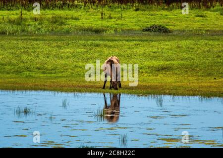 Beautiful wild horses in the Scottish swamp of "Loch of Strathbeg". The ...