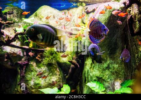 Malaga, Spain: Underwater ocean life with colorful fish in andalusia ...