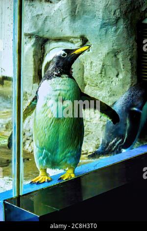 Malaga, Spain - September 07, 2015: Gentoo penguin in Puerto de la Cruz ...