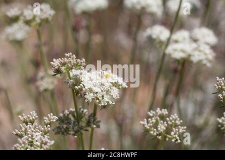 East Mojave Buckwheat, Eriogonum Fasciculatum, Polygonaceae, native ...