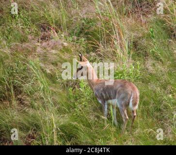 Grey Rhebok (Pelea capreolus Stock Photo - Alamy