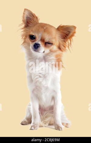 wink of chihuahua in front of white background Stock Photo - Alamy