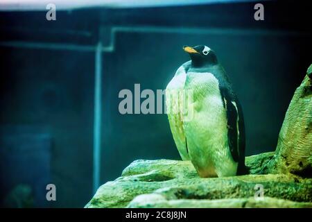 Malaga, Spain - September 07, 2015: Gentoo penguin in Puerto de la Cruz ...