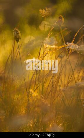 lush ground vegetation summer plants Stock Photo - Alamy