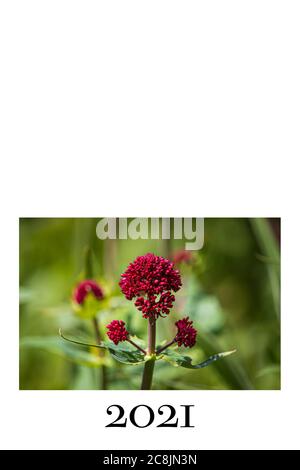 Calendar cover for 2021 on white background Stock Photo - Alamy