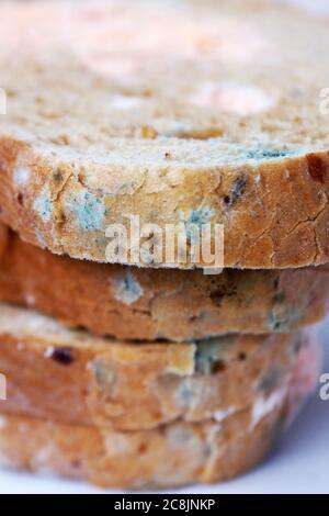 blue and pink mold on bread close-up Stock Photo - Alamy