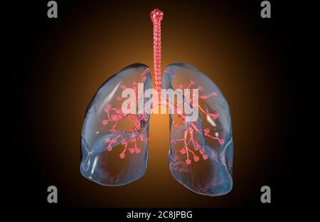 Illustration showing transparent human lungs with trachea, bronchioles ...