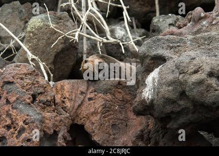 Galápagos fur seal sitting on the lava rocks of Rabida Island at the ...