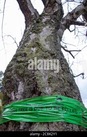 A tree marked for felling in Central Edinburgh, Scotland Stock Photo ...