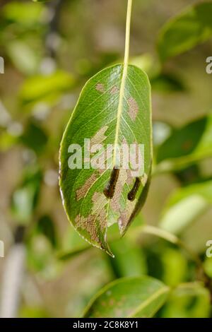 PEAR AND CHERRY SLUG (CALIROA CERASI) SO CALLED BECAUSE THE LARVAE ARE ...