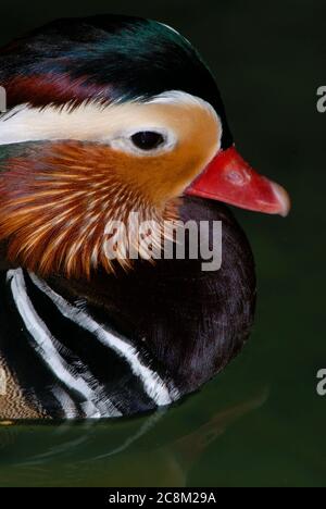 Asian Mandarin Duck color portrait Stock Photo - Alamy