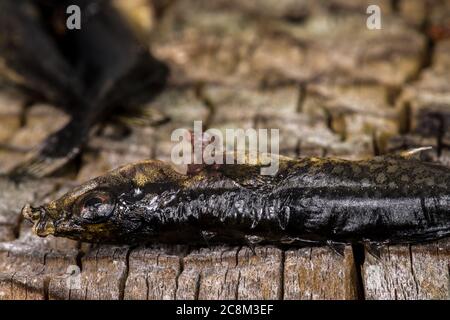 Brook Stickleback (Culaea inconstans Stock Photo - Alamy