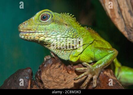 chinese water dragon lizard. is a species of agamid lizard native to ...