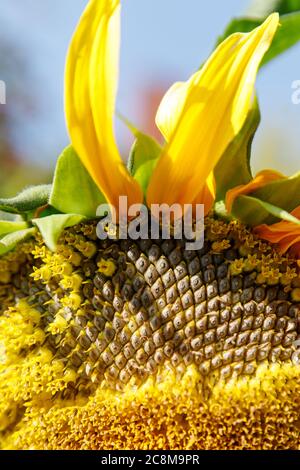 Sunflower (Helianthus annuus) harvest, seeds are separated from the ...