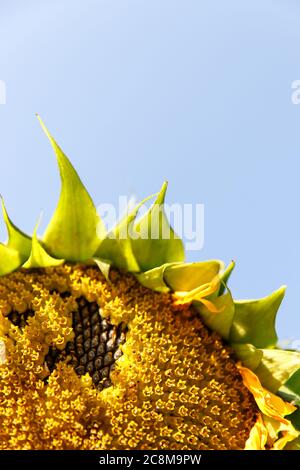 Sunflower (Helianthus annuus) harvest, seeds are separated from the ...