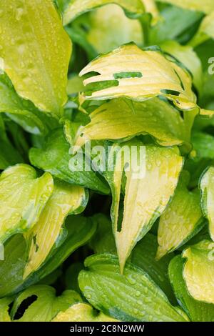Snail & Slug Damage to Hosta Leaves, garden pests leaf pest Stock Photo ...