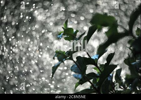 flying waterdrops against the sunrays on a dark background image Stock ...